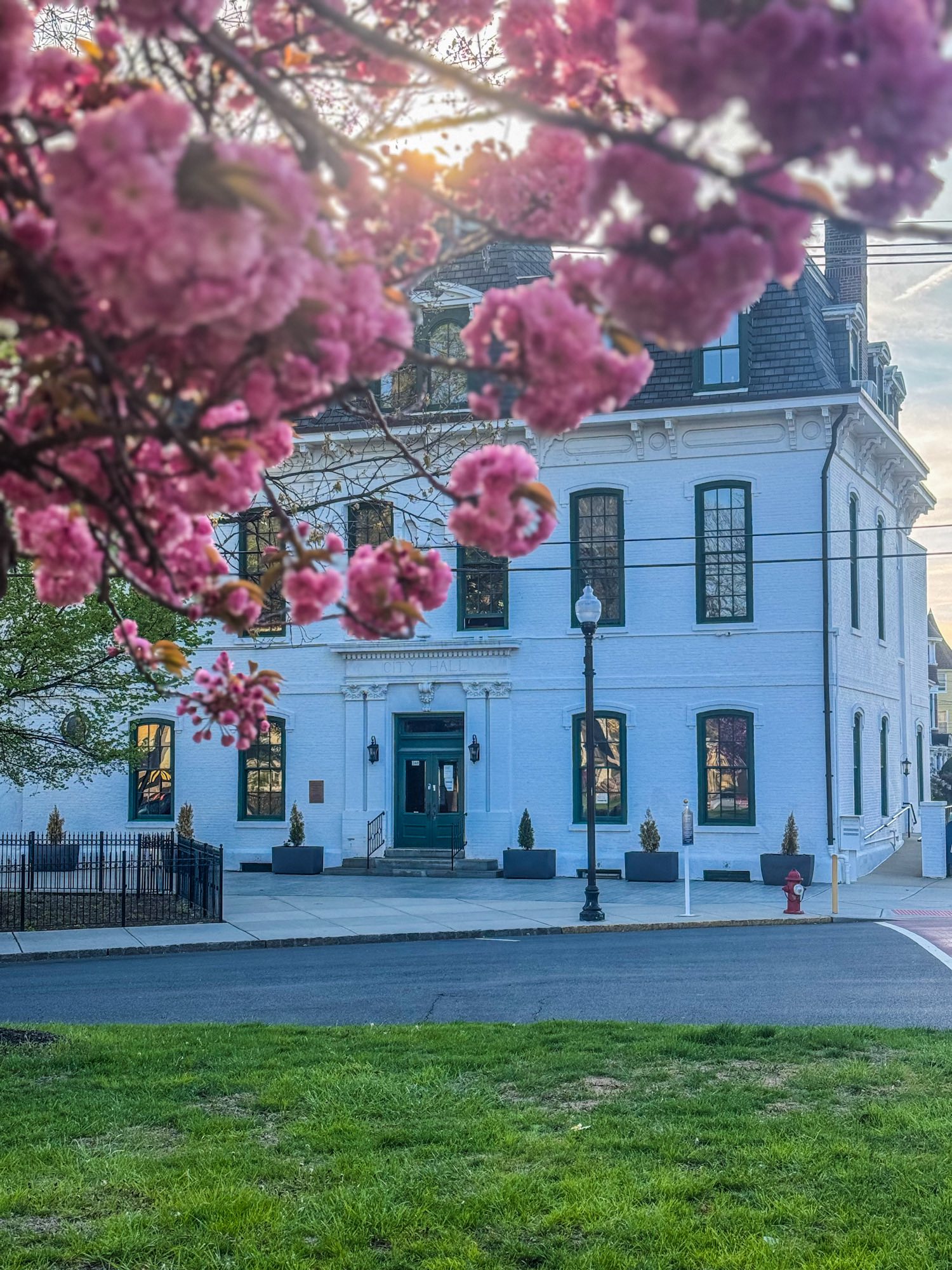 Cherry Blossoms Peak in Perth Amboy - Perth Amboy Now